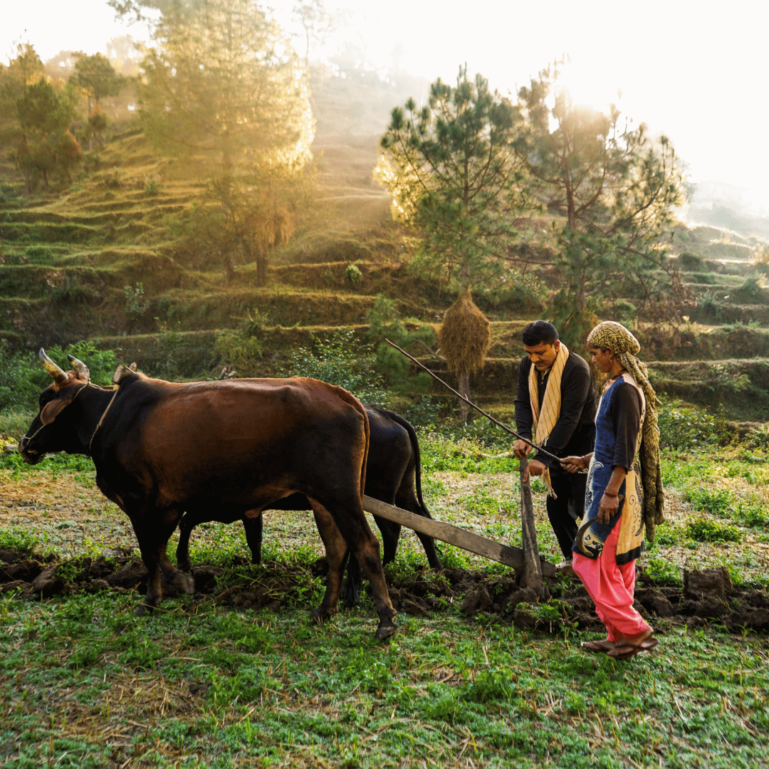 Nurturing the Land: The Resilient Farmers of South India - Medahalli